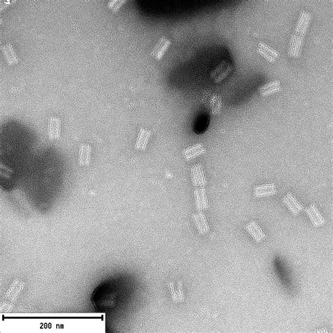 Transmission Electron Microscopes Tem Jeol Germany Gmbh And