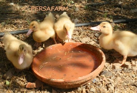 Persafarm Evolución De Los 4 Patitos Mudos