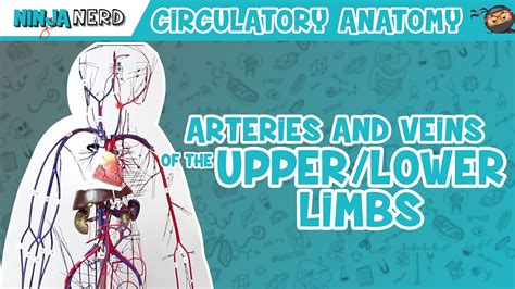 Wire Model Of Veins And Arteries At Crystal Twyman Blog