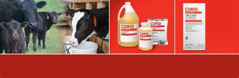 Corid Prevention And Treatment Of Coccidiosis