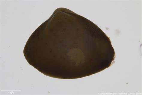 Spisula Solida Linnaeus 1758 Marine Bivalve Shells Of The British