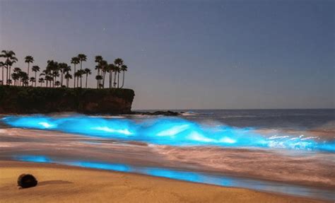 Bioluminescence California 2020 Free Light Shows From Plankton