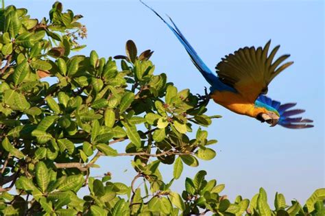 Amazon Rainforest Birds Life Threats And Hope