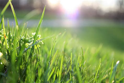 Comparing Buffalo Grass Types Find Your Ideal Lawn