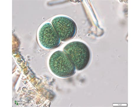 Chroococcus Subnudus Galerie