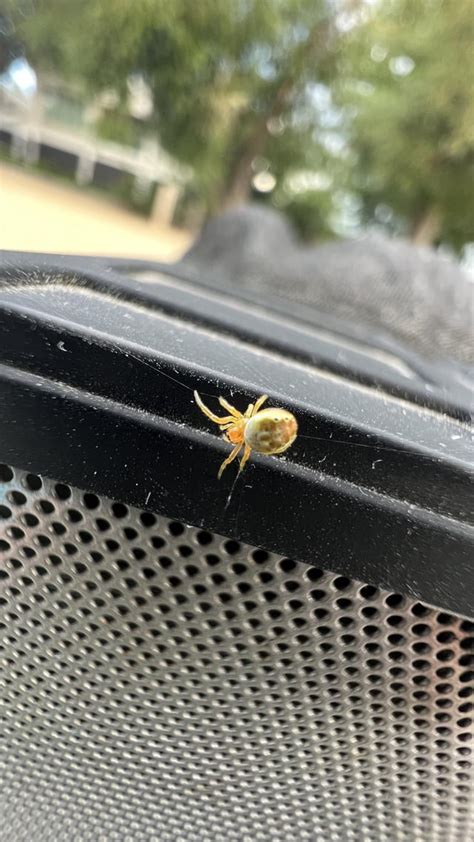 Tiny Spood Vibing On The Beach Rspiderbro