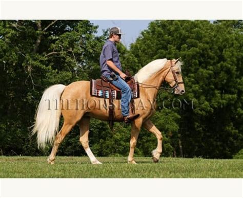 Trevor Patrick Archives