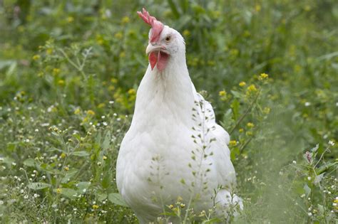 Overview Of Beneficial Additives Not Commonly Used In Poultry All About Feed