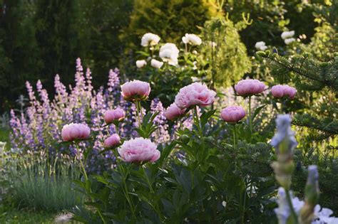 How To Use Peonies To Create A Beautiful Landscape