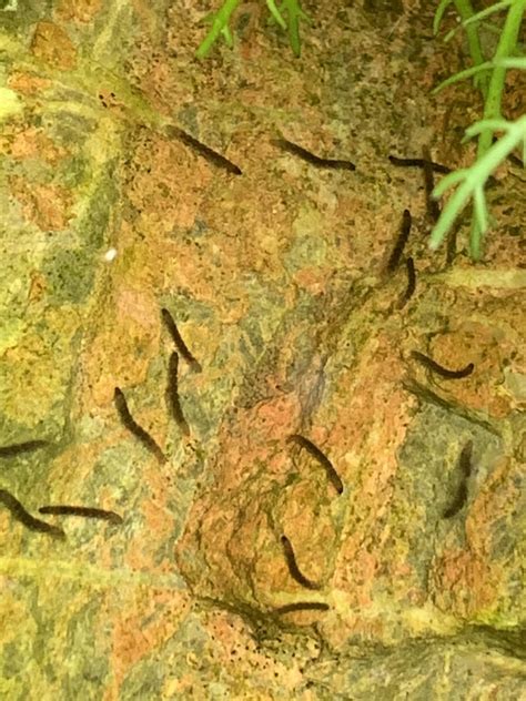 What Insects Do These Pond Larva Become Uk Rwhatsthisbug