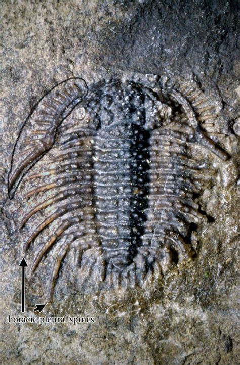 Tiny Trilobite Free Cheek From The Ordovician Fossil Id The Fossil