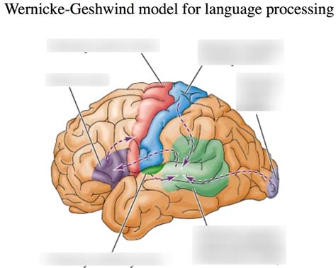 Wernicke Geshwind Model For Language Processing Diagram Quizlet