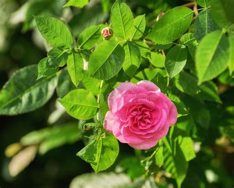 Outdoor Flowers And Pink Rose With Growth For Sustainable Gardening
