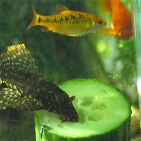 Can I Put A Chinese Algae Eater With A Betta Diy Seattle