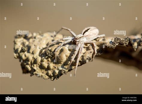 Running Crab Spider Stock Photo Alamy