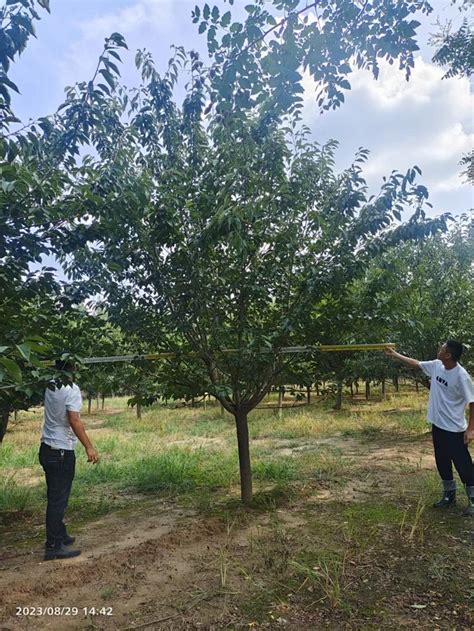 临沂——日本晚樱——12cm