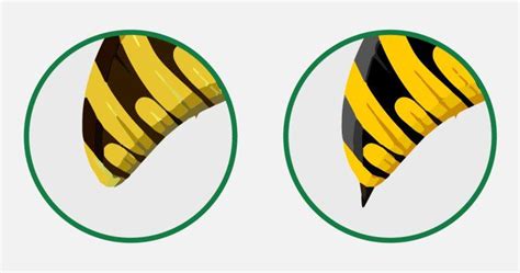 Wasp Vs Hoverfly Whats The Difference Pest Defence