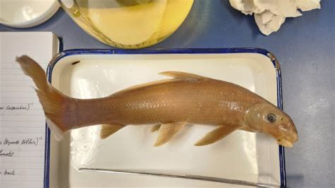 Ichthyology Lab Exam 3 Flashcards Quizlet