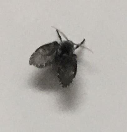 Very Small Round Winged Insect Bugguidenet