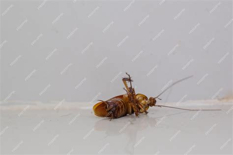 Premium Photo Close Up Shot Of Dying Cockroach Lying Dead On The Floor