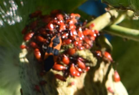 What Do Boxelder Bugs Eat A Friendly Guide To Their Diet Whats That Bug