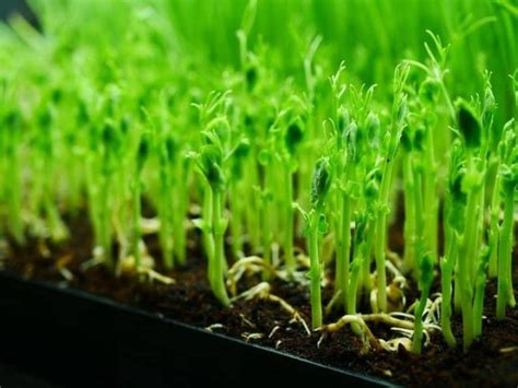 Oak Tree Root System Are Oak Tree Roots Invasive Leafyjournal