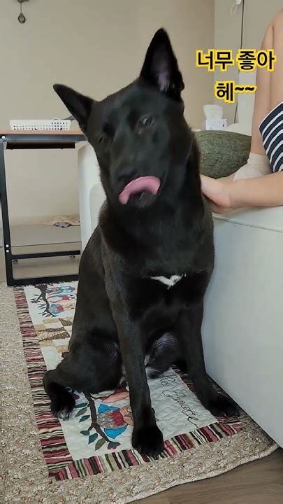 하트♡혀 내밀고 웃는 진돗개 달곰이 Youtube