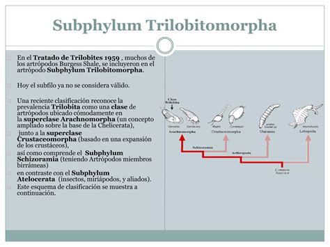 Clasificacion Trilobites Ppt