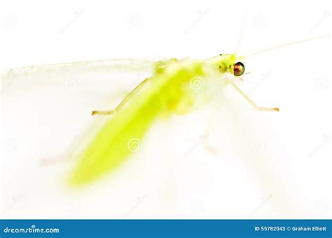 Lacewing Is Isolated In Black Stock Image Image Of Armored Arthropod 55782043