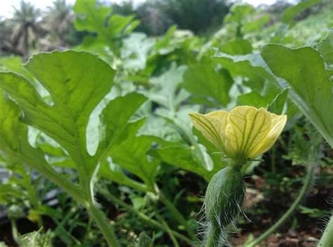 Halaman Unduh Untuk File Contoh Hormon Sitokinin Yang Ke 30