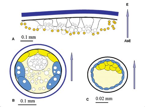 Diagrammatic Sections Along The Embryonic Abembryonic Axis Of The