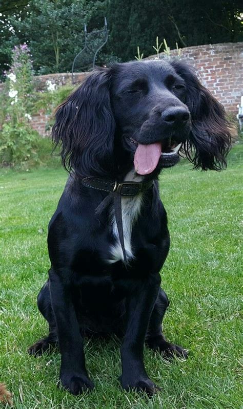 Sprocker Spaniel Sprocker Spaniel Cocker Spaniel Dogs