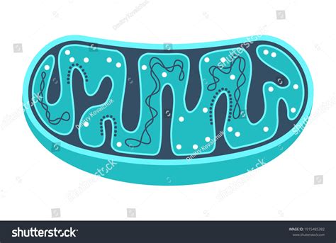 Mitochondria Icon Slice Ctructure Components Mitochondrion Stock Vector