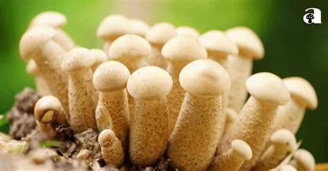 Penis Envy Mushroom Exploring The Psychedelic Powerhouse