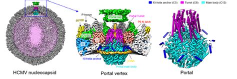 Nat Commun 余学奎团队阐释疱疹病毒基因组包装、稳定及释放过程的 压力感应和调控”分子机制portal