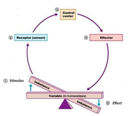 Human Homeostasis Diagram What Is Homeostasis Definition Importance