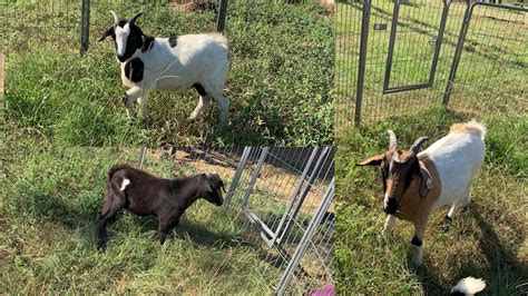 Wethered Fainting Goats For Sale Golden Acres Ranch