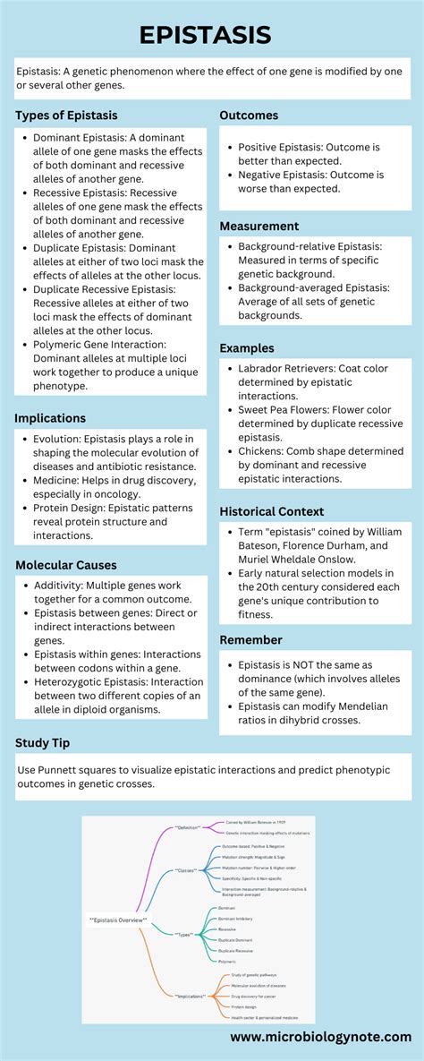 Epistasis Definition Epistasis Regulates Genetic Control Of Cardiac