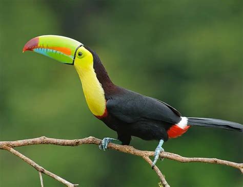 23 Types Of Toucans Species Identification And Photos