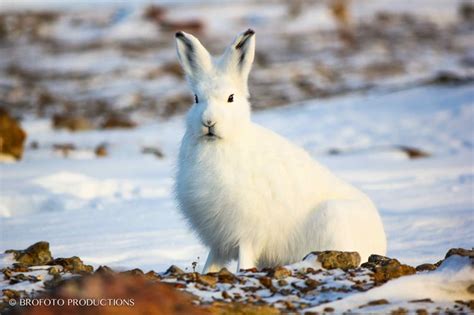 Arctic Hare In Snow Arctic Hare Winter Habitat White Arctic Hare In