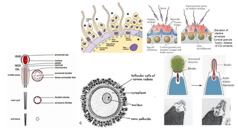 Amniocentesis Amniotic Fluid Test Principle Procedure Result