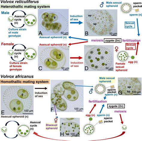 Three Genomes In The Algal Genus Volvox Reveal The Fate Of A Haploid