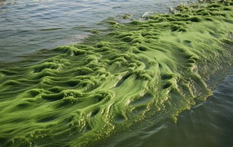 Benthic Harmful Algal Blooms Hab Discussion March 26 2024 Attogene