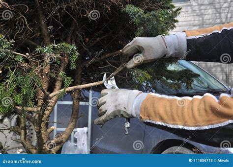 A Man Trimming And Cutting Dead Branches From A Tree During Spring