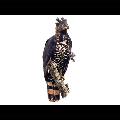 Crowned Eagle Stephanoaetus Coronatus Identification Birda