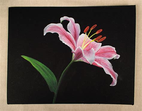 Stargazer Lily On Behance