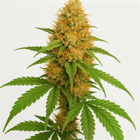 Acapulco Gold Strain Strainpedia