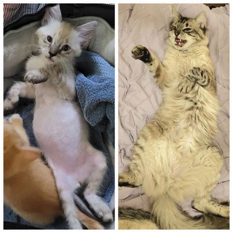 Happy One Year Findiversary To My Doogs My Doogles My Doogalas My Douglas My Doug R