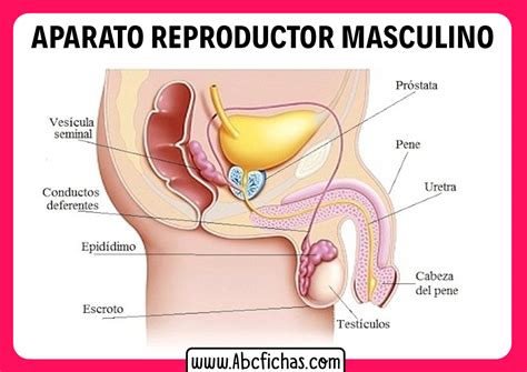 Partes Del Sistema Reproductor Masculino Abc Fichas