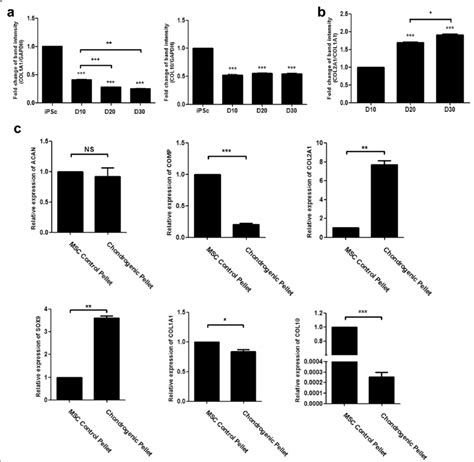 Further Analysis Of Genetic Markers In Chondrogenic Pellets Derived